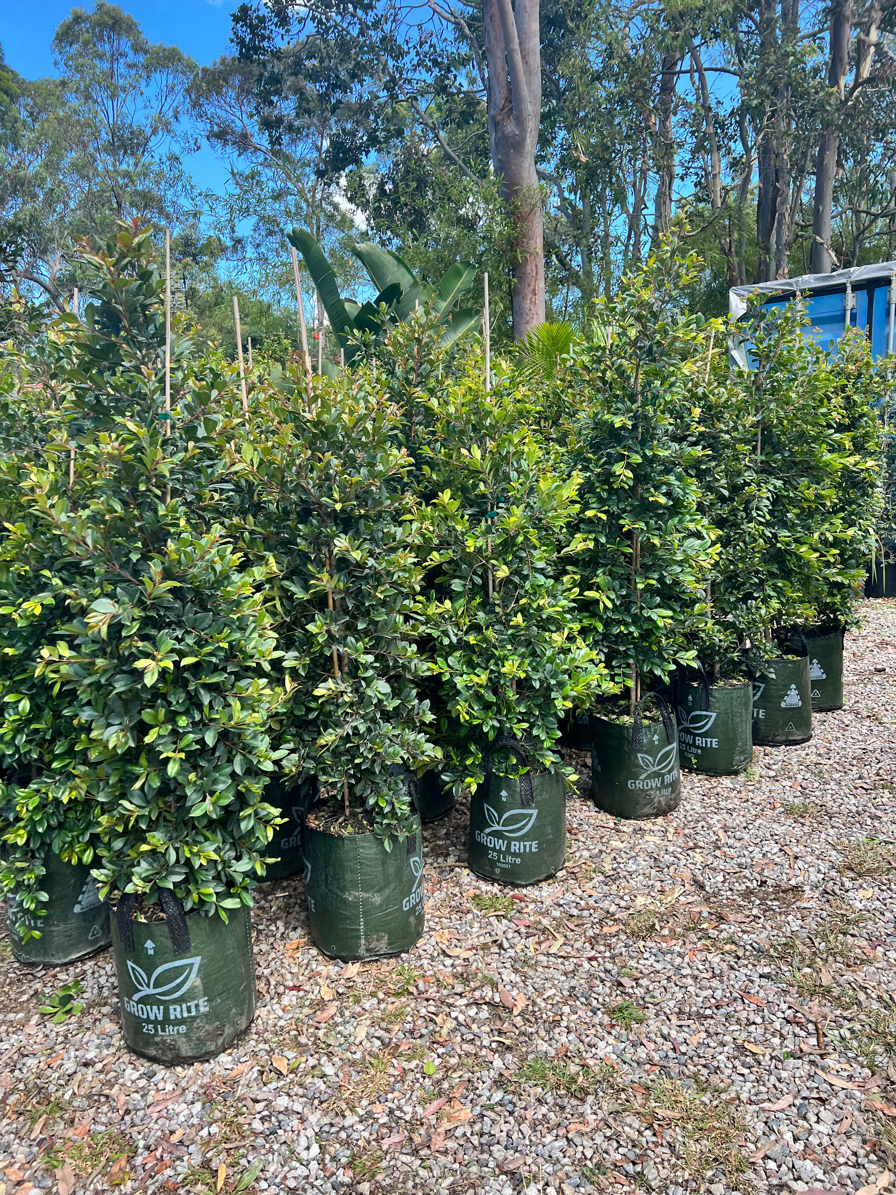 Lilly Pilly ‘Resilience’ – Australian Native Hedging & Screening Plant ...